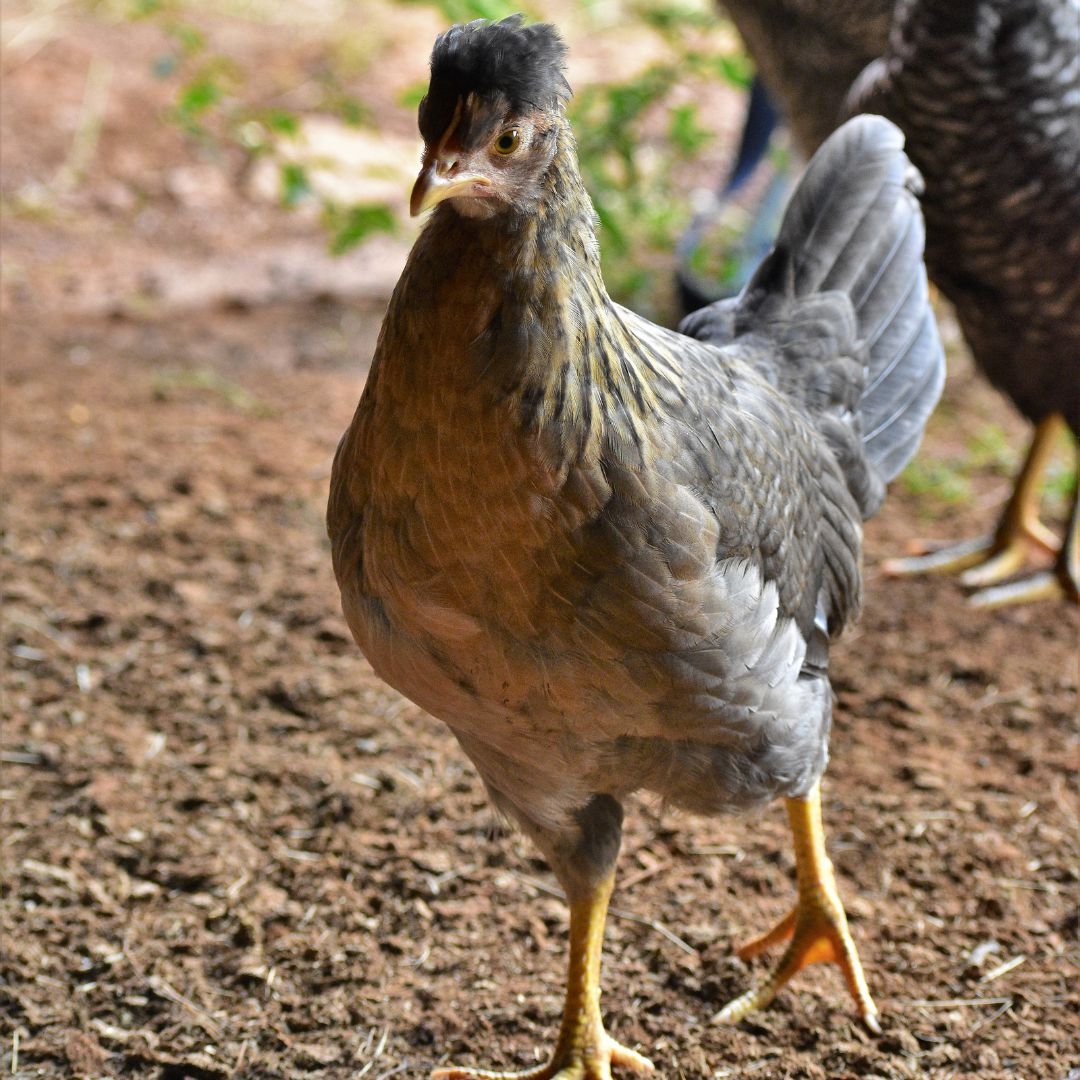 Choosing a Chicken Breed for the Homestead - Mama on the Homestead