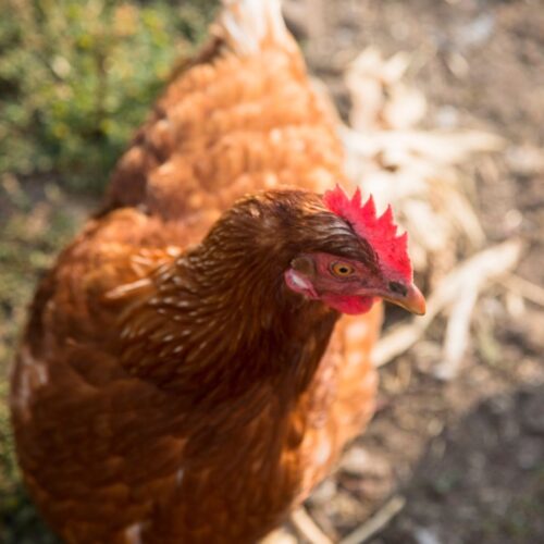 Choosing a Chicken Breed for the Homestead - Mama on the Homestead