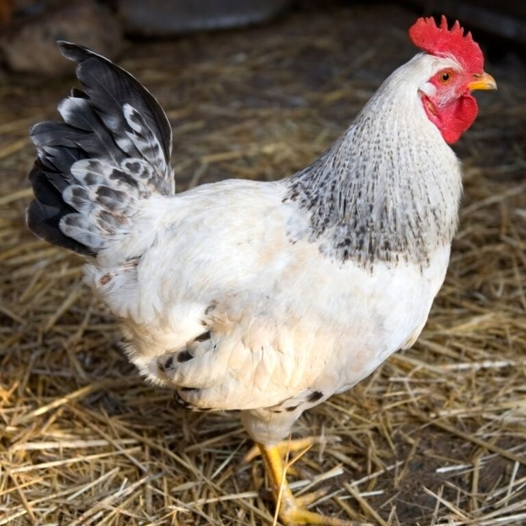 Choosing a Chicken Breed for the Homestead - Mama on the Homestead