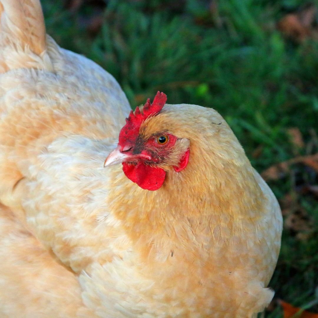 Choosing a Chicken Breed for the Homestead - Mama on the Homestead