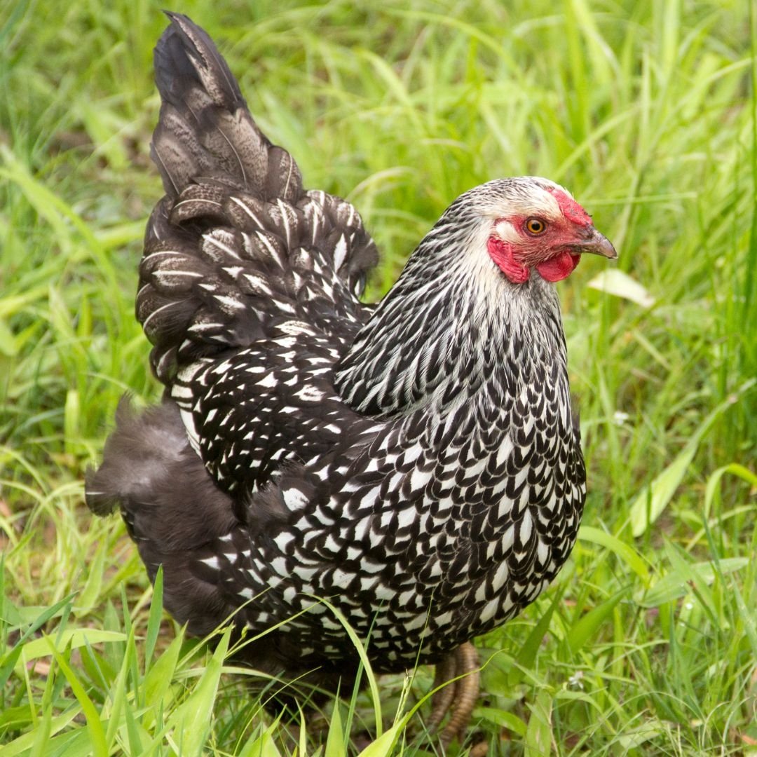 Choosing a Chicken Breed for the Homestead - Mama on the Homestead