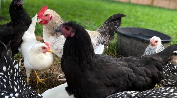 Choosing a Chicken Breed for the Homestead - Mama on the Homestead