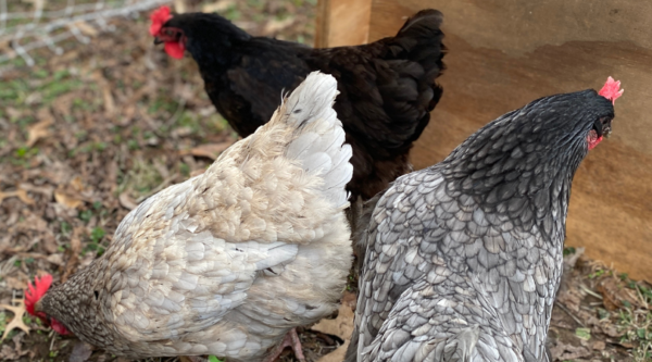 Choosing a Chicken Breed for the Homestead - Mama on the Homestead