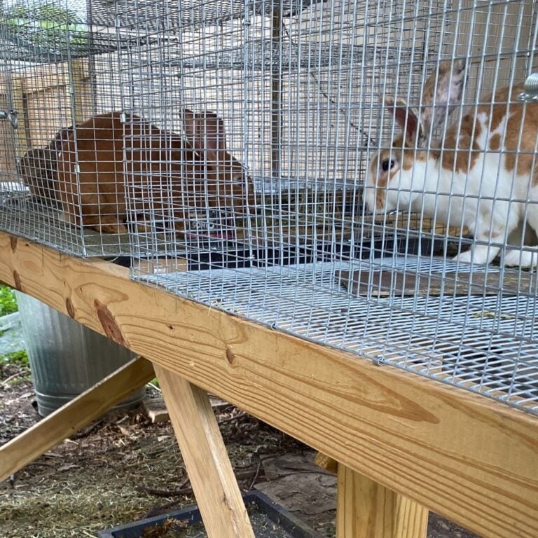 12 Ways to Keep Rabbits Cool in Summer - Mama on the Homestead