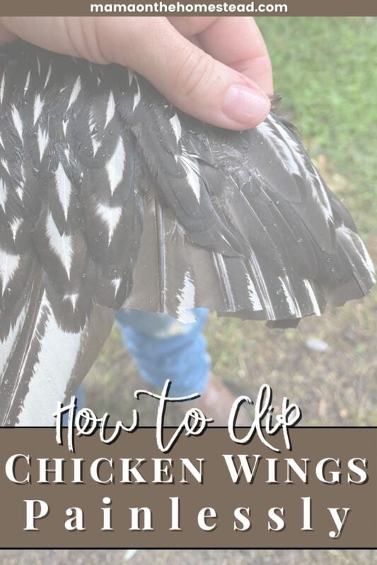 How to Clip Chicken Wings Painlessly - Mama on the Homestead
