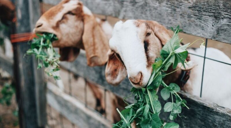 What You Need to Know About Giving Copper Bolus - Mama on the Homestead
