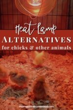 6 Safe Heat Lamp Alternatives for the Homestead - Mama on the Homestead