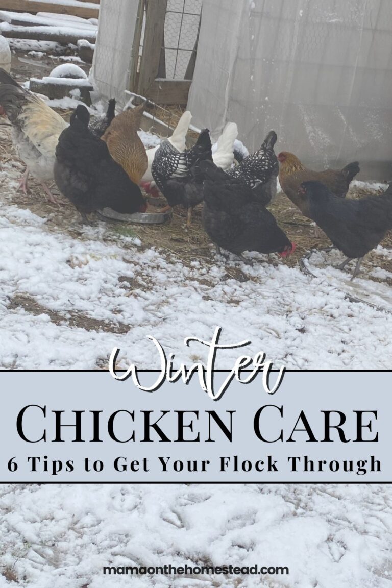 6 Tips for Keeping Chickens in Winter - Mama on the Homestead