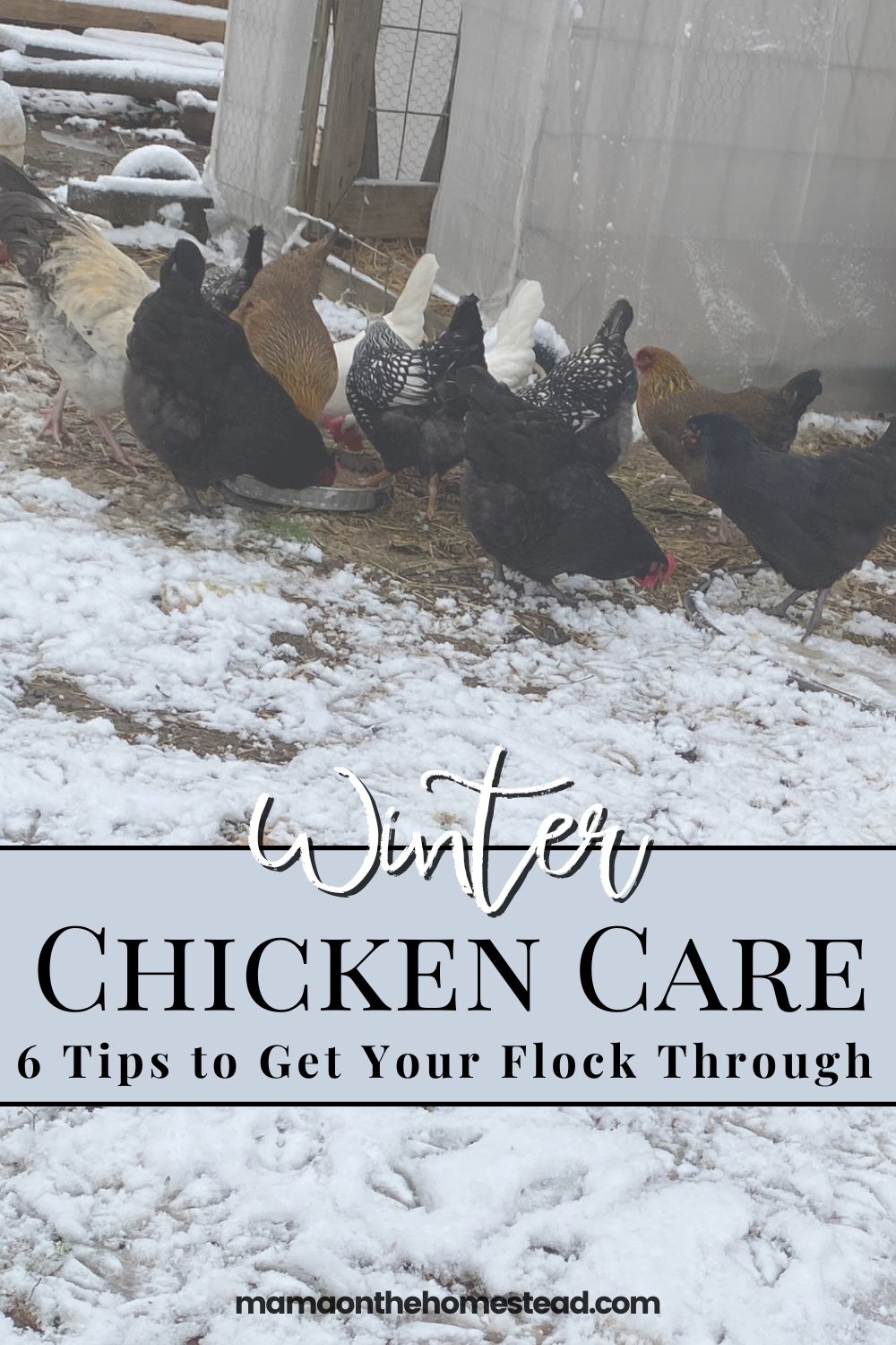 6 Tips for Keeping Chickens in Winter - Mama on the Homestead