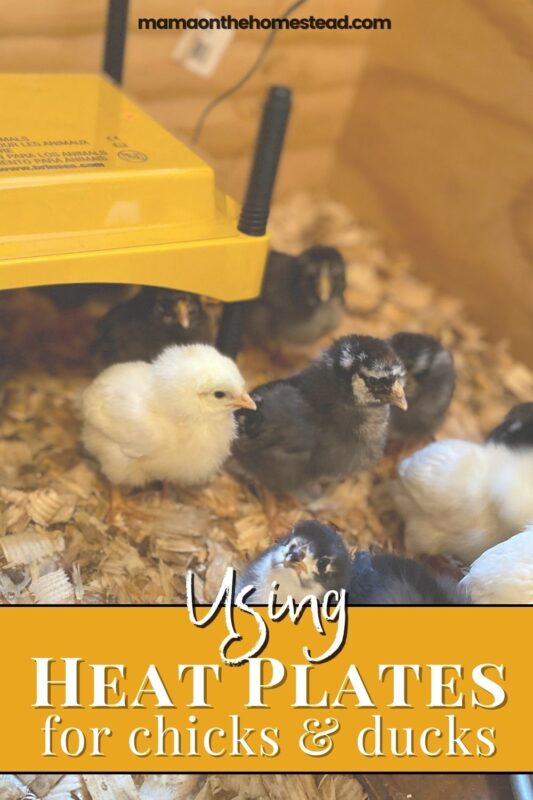 Using Heat Plates for Chickens | Brooder & Coop - Mama on the Homestead