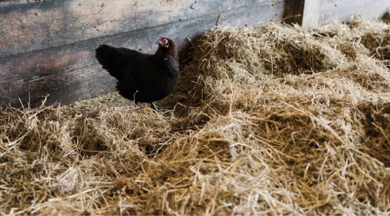 Using the Deep Litter Method in the Chicken Coop - Mama on the Homestead