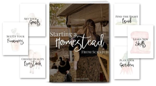 Starting a Homestead from Scratch - Mama on the Homestead