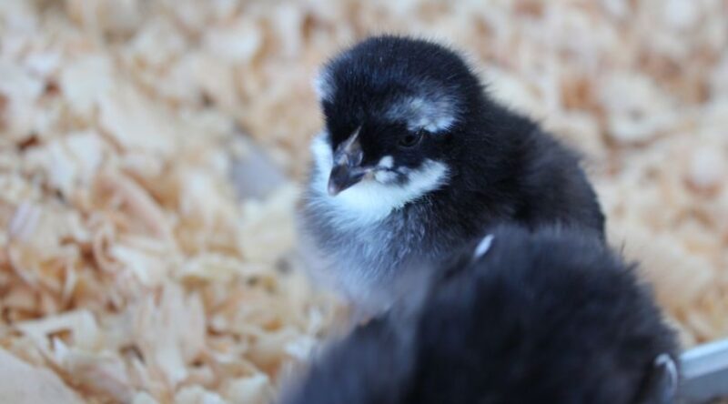How to Set Up a Chick Brooder - Mama on the Homestead