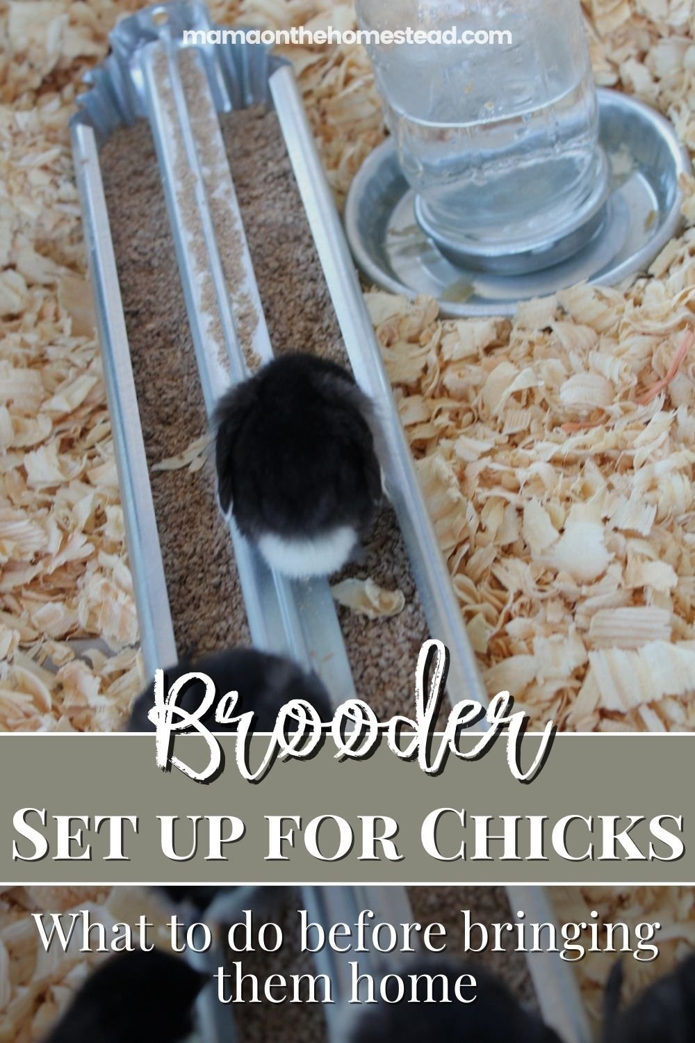 How to Set Up a Chick Brooder - Mama on the Homestead