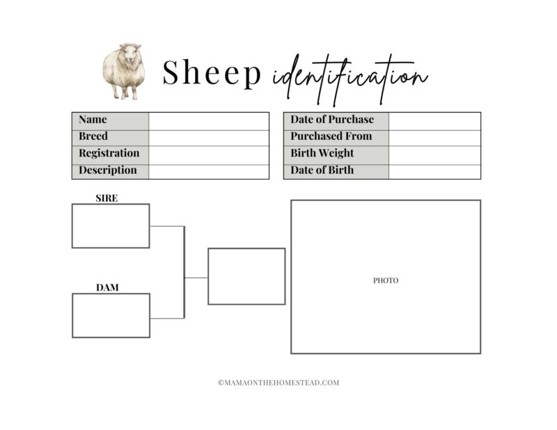 The Homestead Sheep Record Book: PDF - Mama on the Homestead