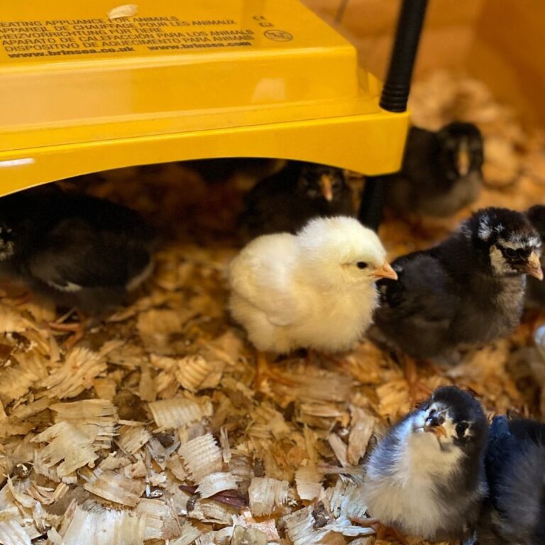 How to Set Up a Chick Brooder - Mama on the Homestead