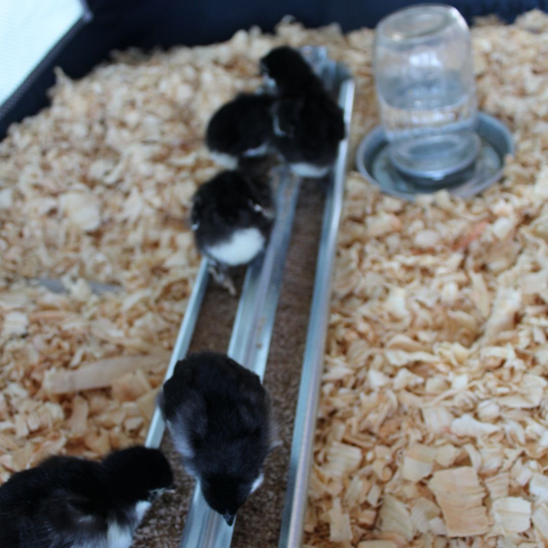 How to Set Up a Chick Brooder - Mama on the Homestead