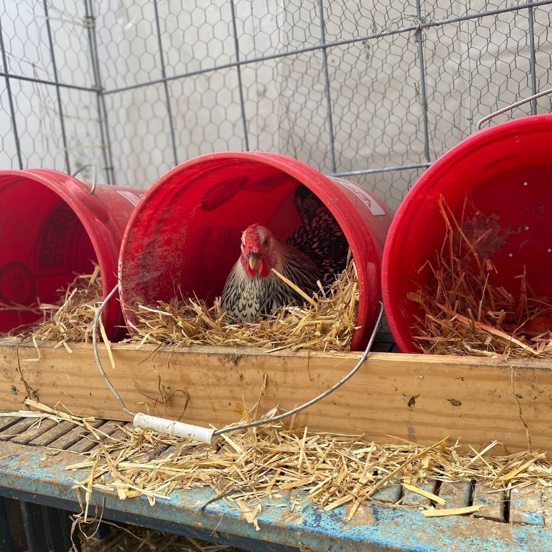 12 5-Gallon Bucket Projects for the Homestead - Mama on the Homestead