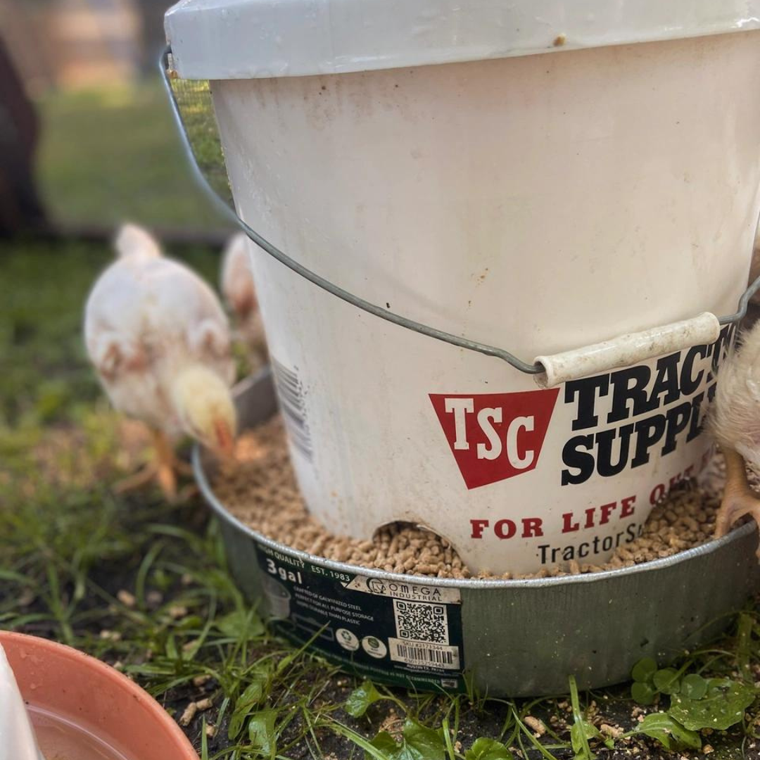 DIY 5-Gallon Bucket Chicken Feeder - Mama on the Homestead