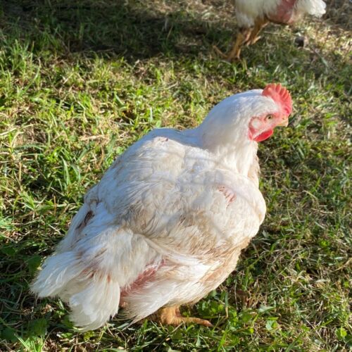 Raising Meat Birds on the Homestead - Mama on the Homestead