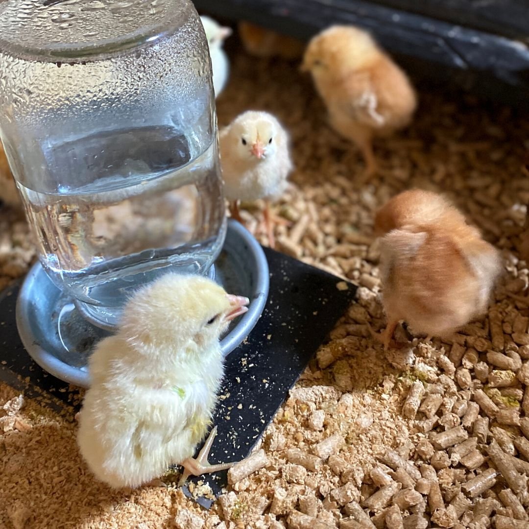 Raising Meat Birds on the Homestead - Mama on the Homestead