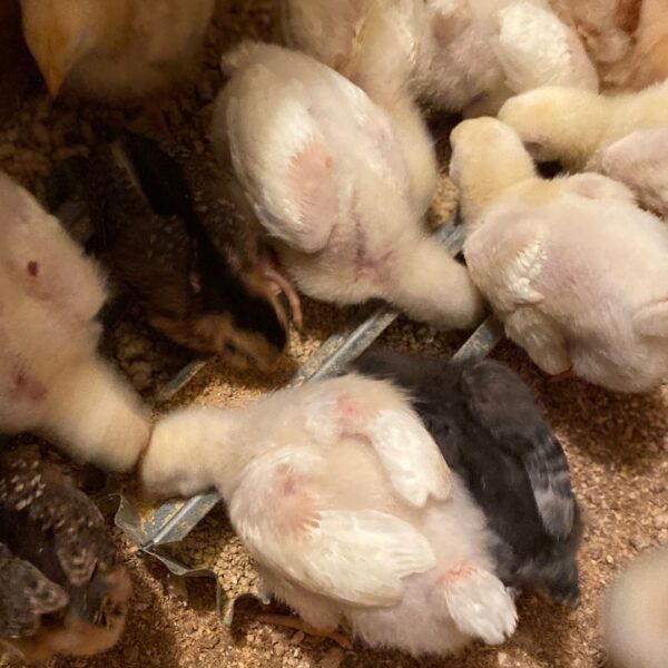 Raising Meat Birds on the Homestead - Mama on the Homestead