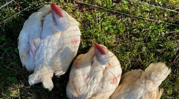 Raising Meat Birds on the Homestead - Mama on the Homestead