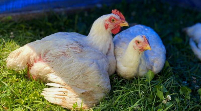 Raising Meat Birds on the Homestead - Mama on the Homestead