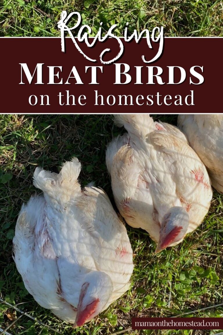 Raising Meat Birds on the Homestead - Mama on the Homestead