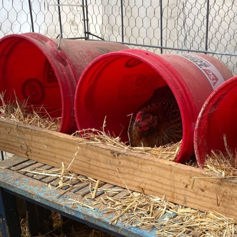 How to Make a DIY Bucket Chicken Nest Box - Mama on the Homestead