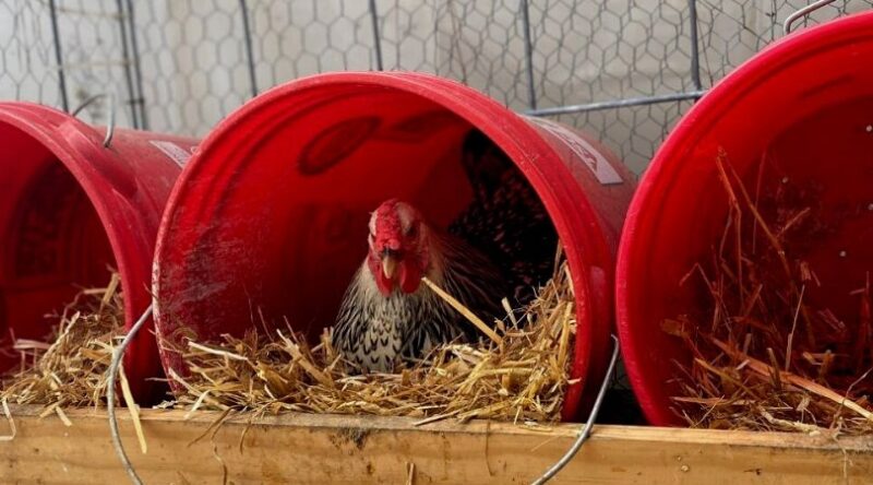 How to Make a DIY Bucket Chicken Nest Box - Mama on the Homestead