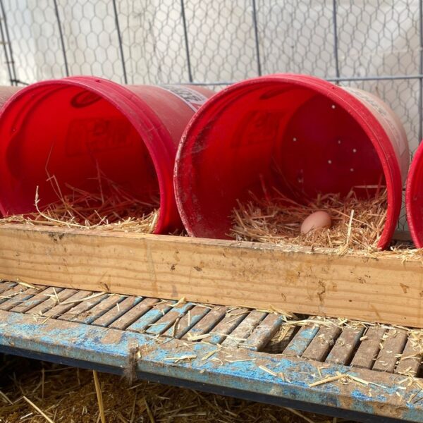 How to Make a DIY Bucket Chicken Nest Box - Mama on the Homestead