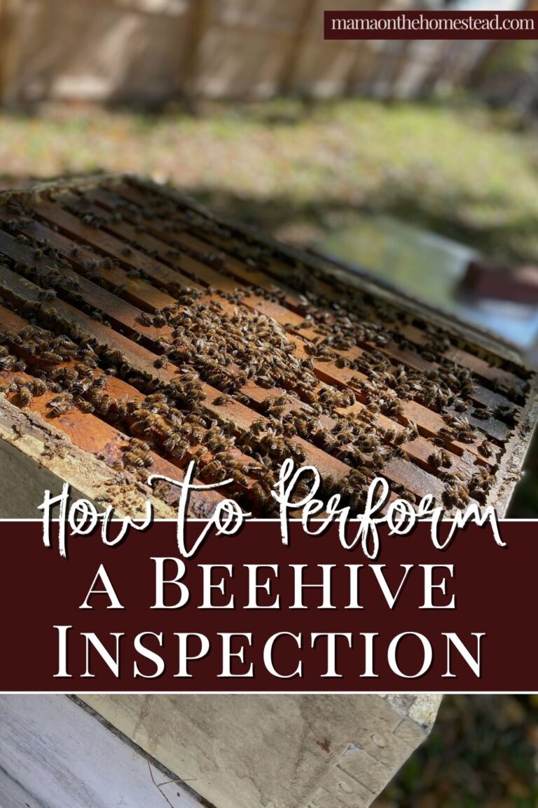 How to Inspect a Beehive: Everything You Need to Know - Mama on the ...