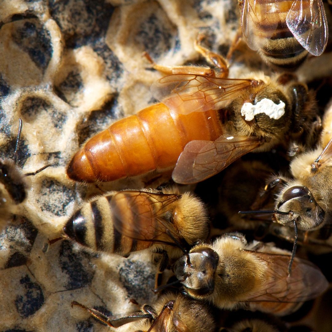 How to Inspect a Beehive: Everything You Need to Know - Mama on the ...