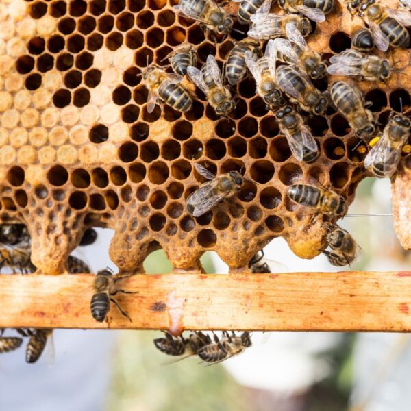 How to Inspect a Beehive: Everything You Need to Know - Mama on the ...
