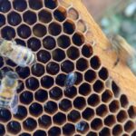 How to Inspect a Beehive: Everything You Need to Know - Mama on the ...