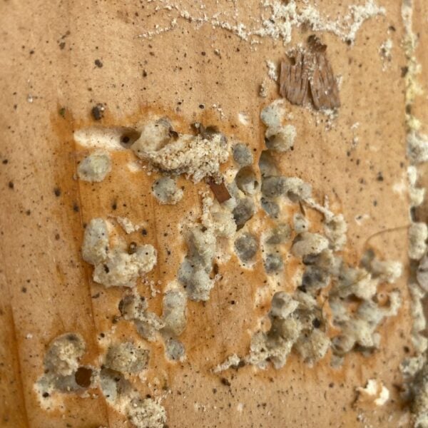 How to Inspect a Beehive: Everything You Need to Know - Mama on the ...