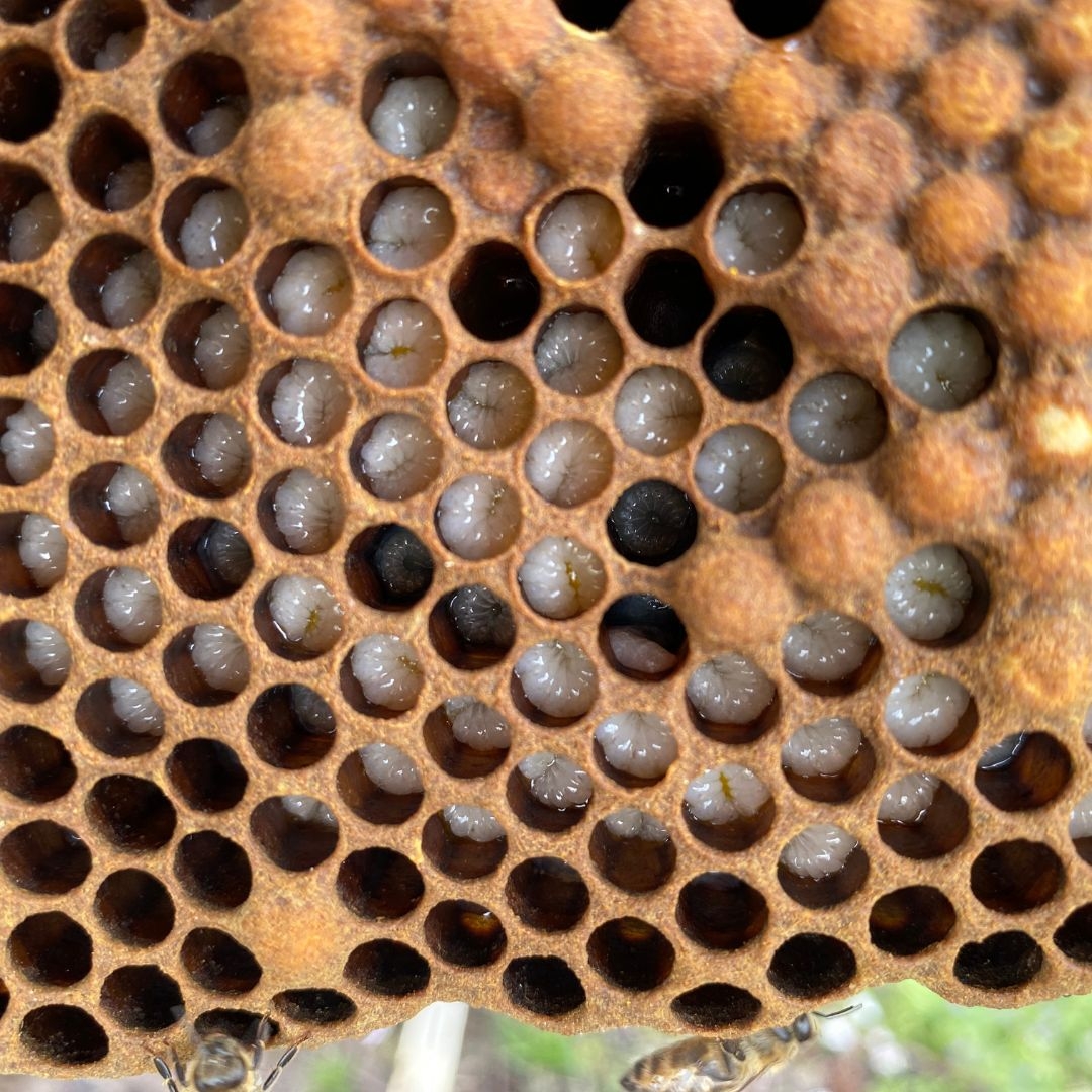 How to Inspect a Beehive: Everything You Need to Know - Mama on the ...