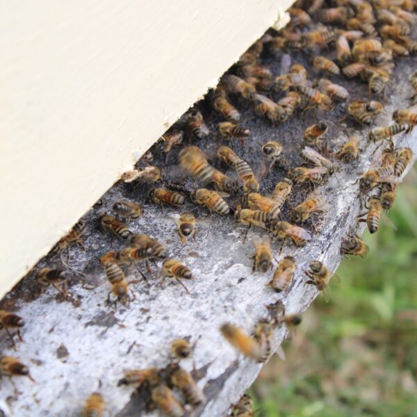 How to Inspect a Beehive: Everything You Need to Know - Mama on the ...