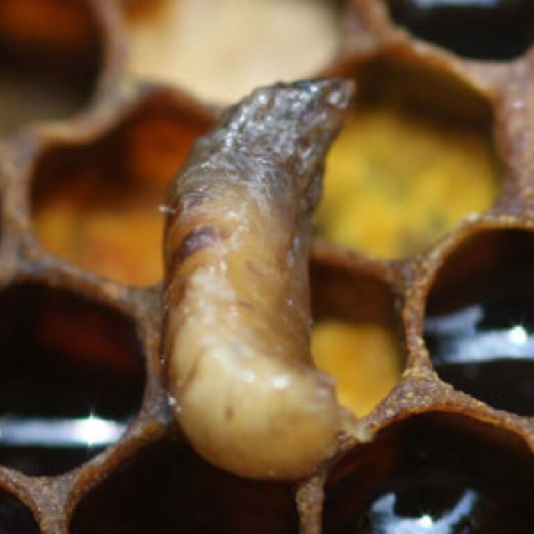 How to Inspect a Beehive: Everything You Need to Know - Mama on the ...