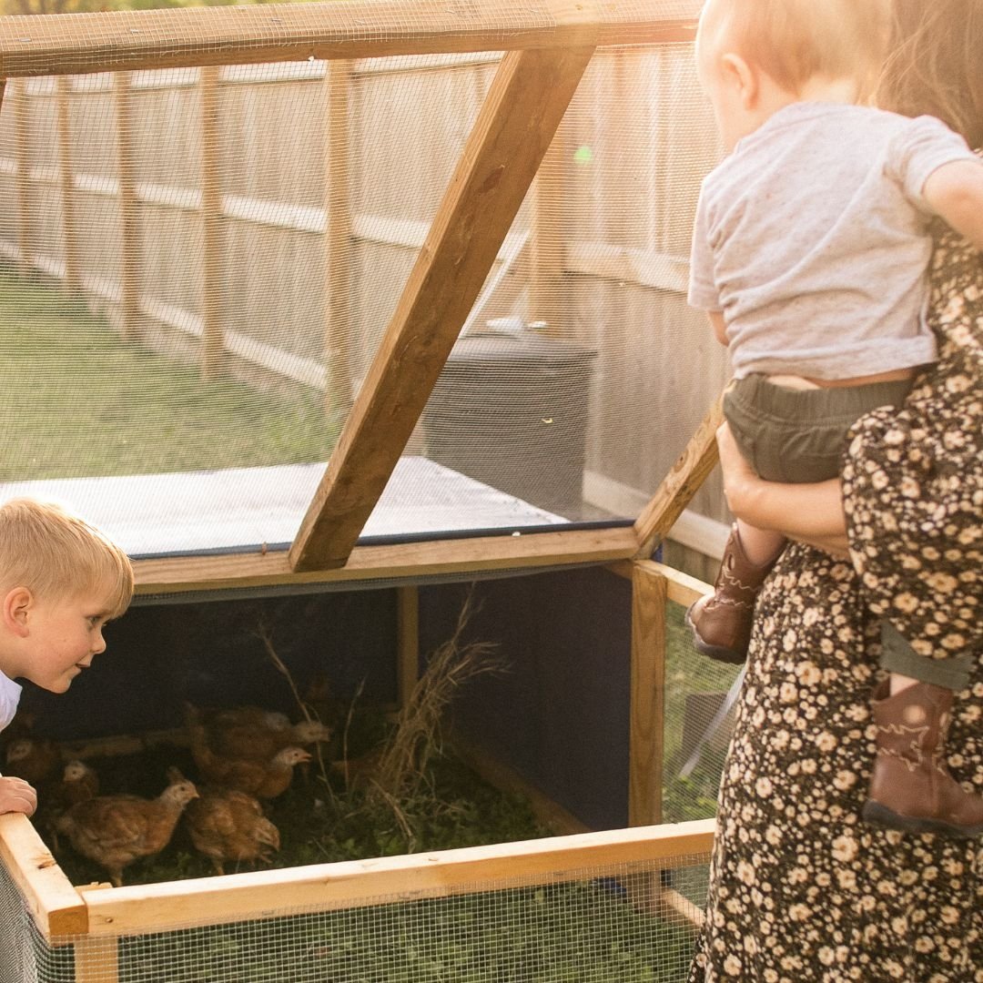 How to Build a DIY Chicken Tractor for Meat Birds - Mama on the Homestead
