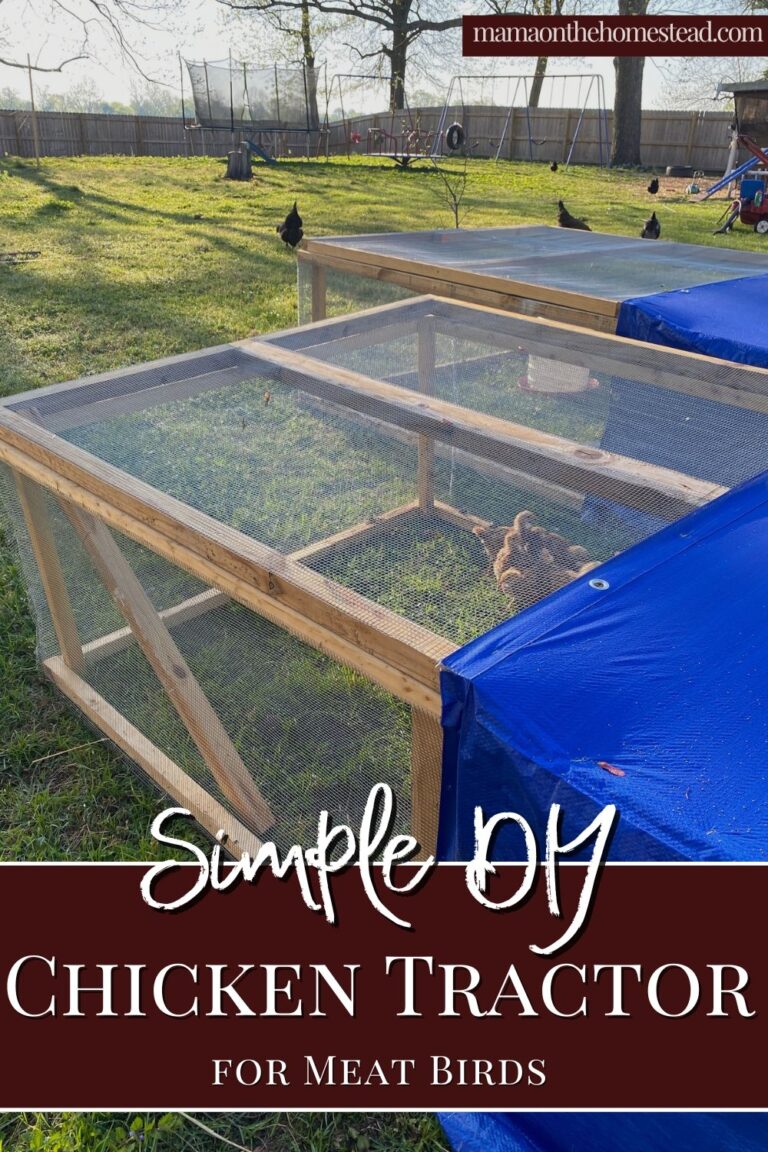 How to Build a DIY Chicken Tractor for Meat Birds - Mama on the Homestead