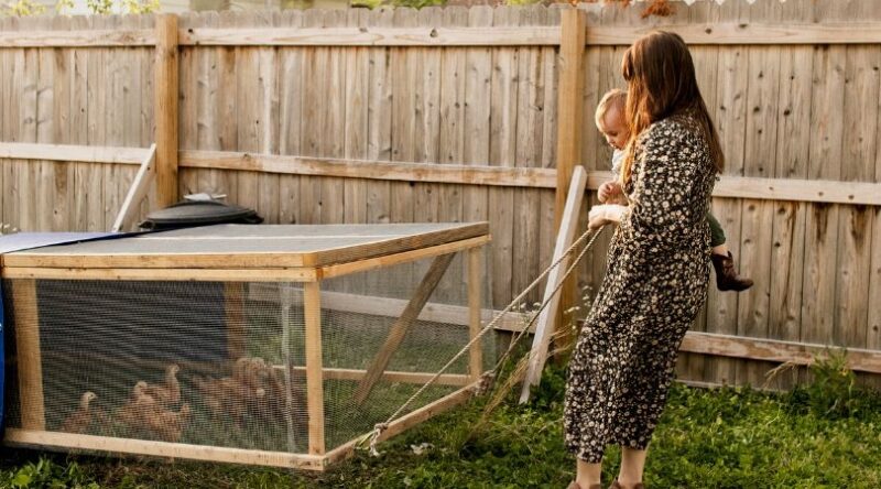 How to Build a DIY Chicken Tractor for Meat Birds - Mama on the Homestead