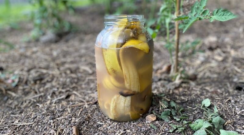 How to Make Banana peel Fertilizer for the Garden - Mama on the Homestead