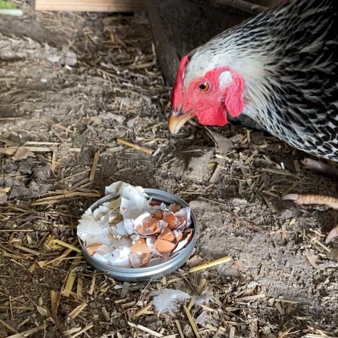 Feeding Eggshells to Chickens: Benefits, Issues, and Tips - Mama on the ...