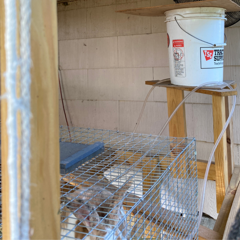 How to Build an Automatic Gravity-Fed Water System For Rabbits - Mama ...