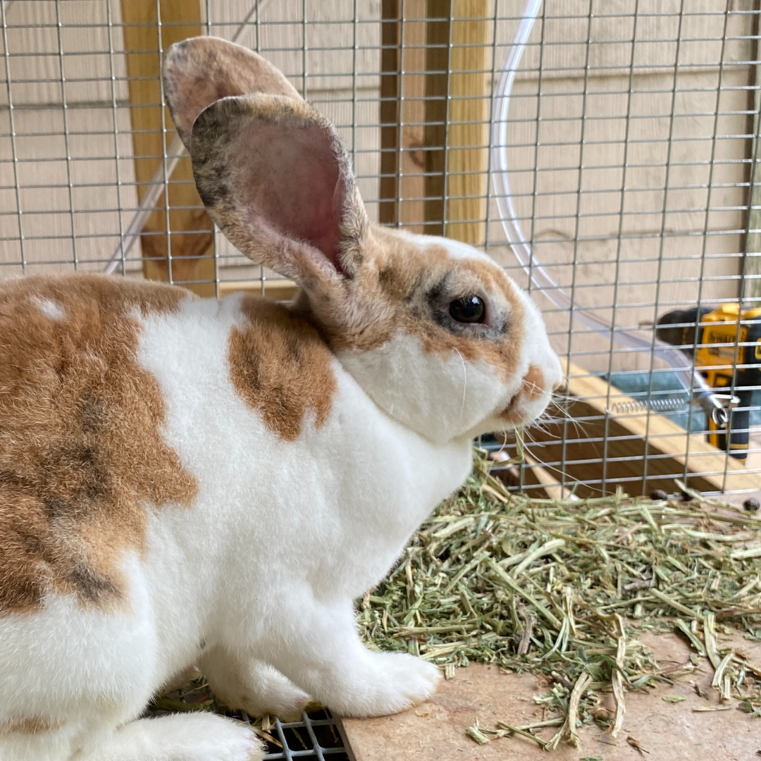 How to Build an Automatic Gravity-Fed Water System For Rabbits - Mama ...