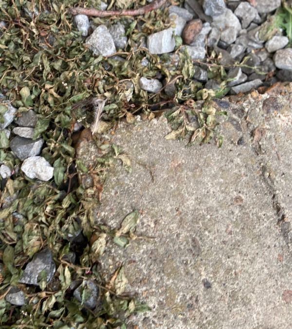 Homemade Natural Weed Spray Recipe - Mama on the Homestead