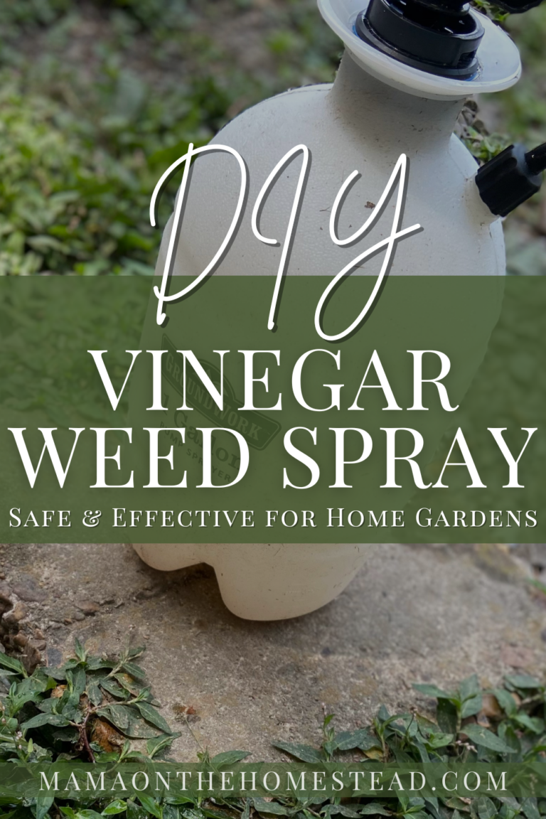 Homemade Natural Weed Spray Recipe - Mama on the Homestead