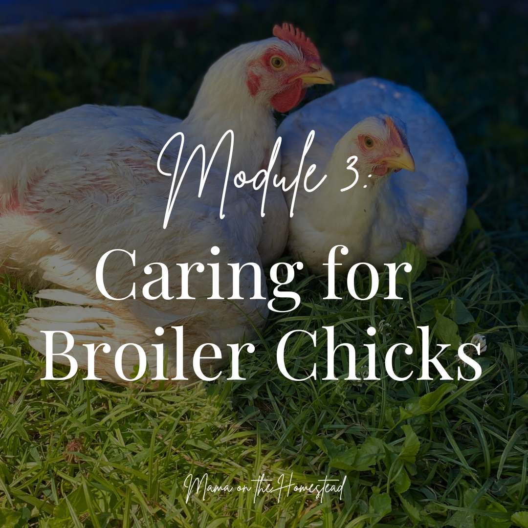 Broilers: From Brooder to Butcher Course - Mama on the Homestead